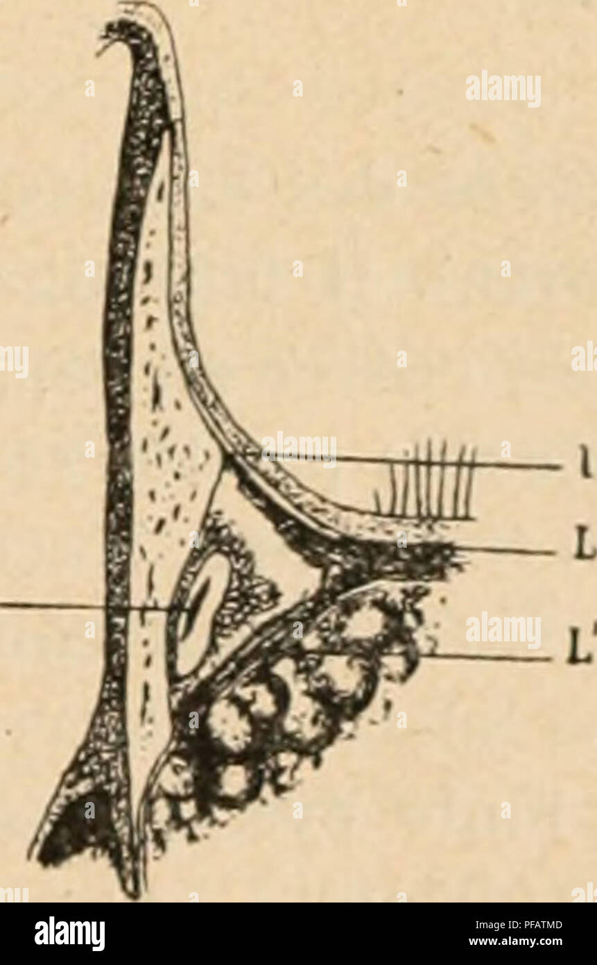 Son contenu hi-res stock photography and images - Alamy