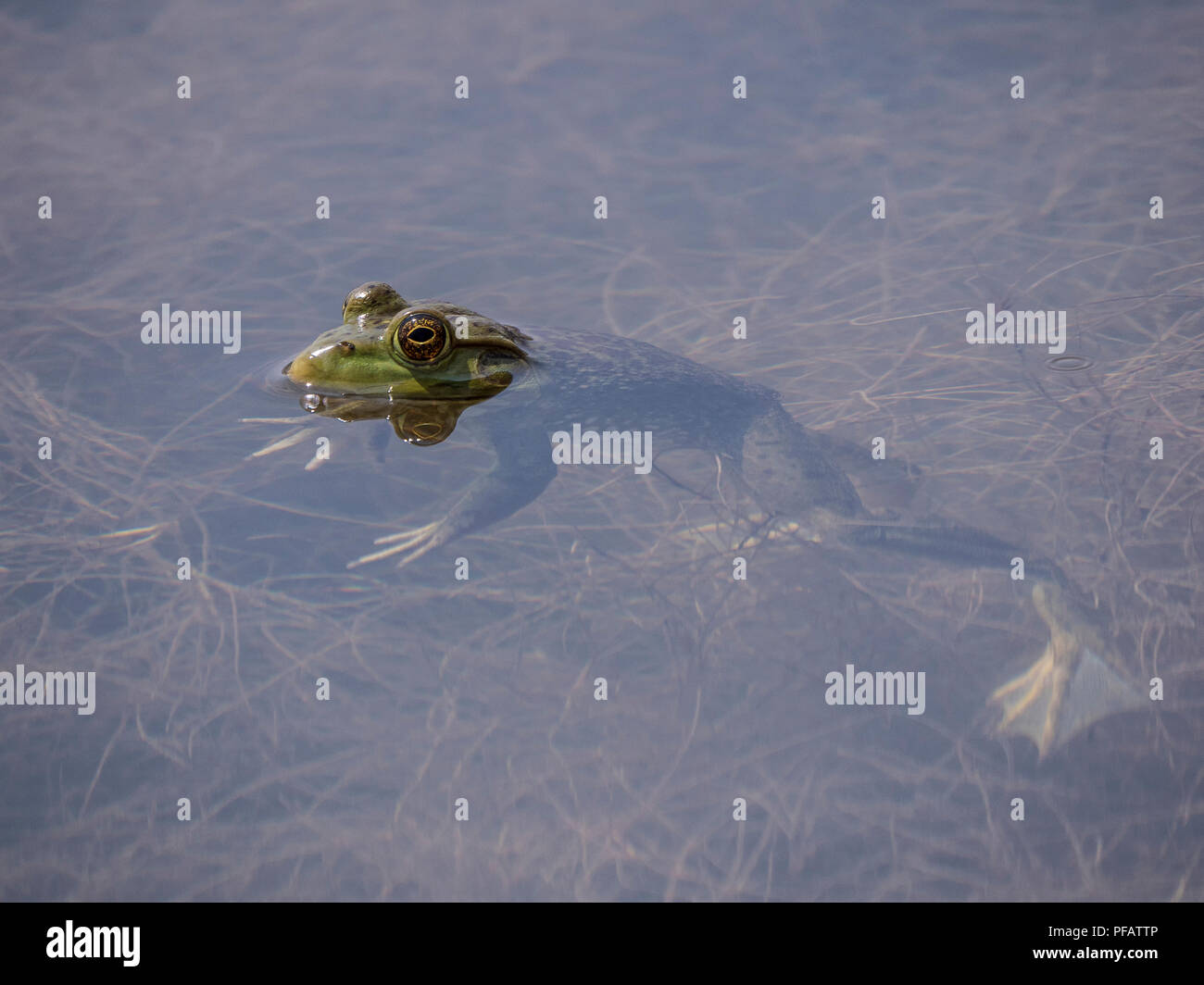 A Green Bull Frog relaxing in the water Stock Photo - Alamy