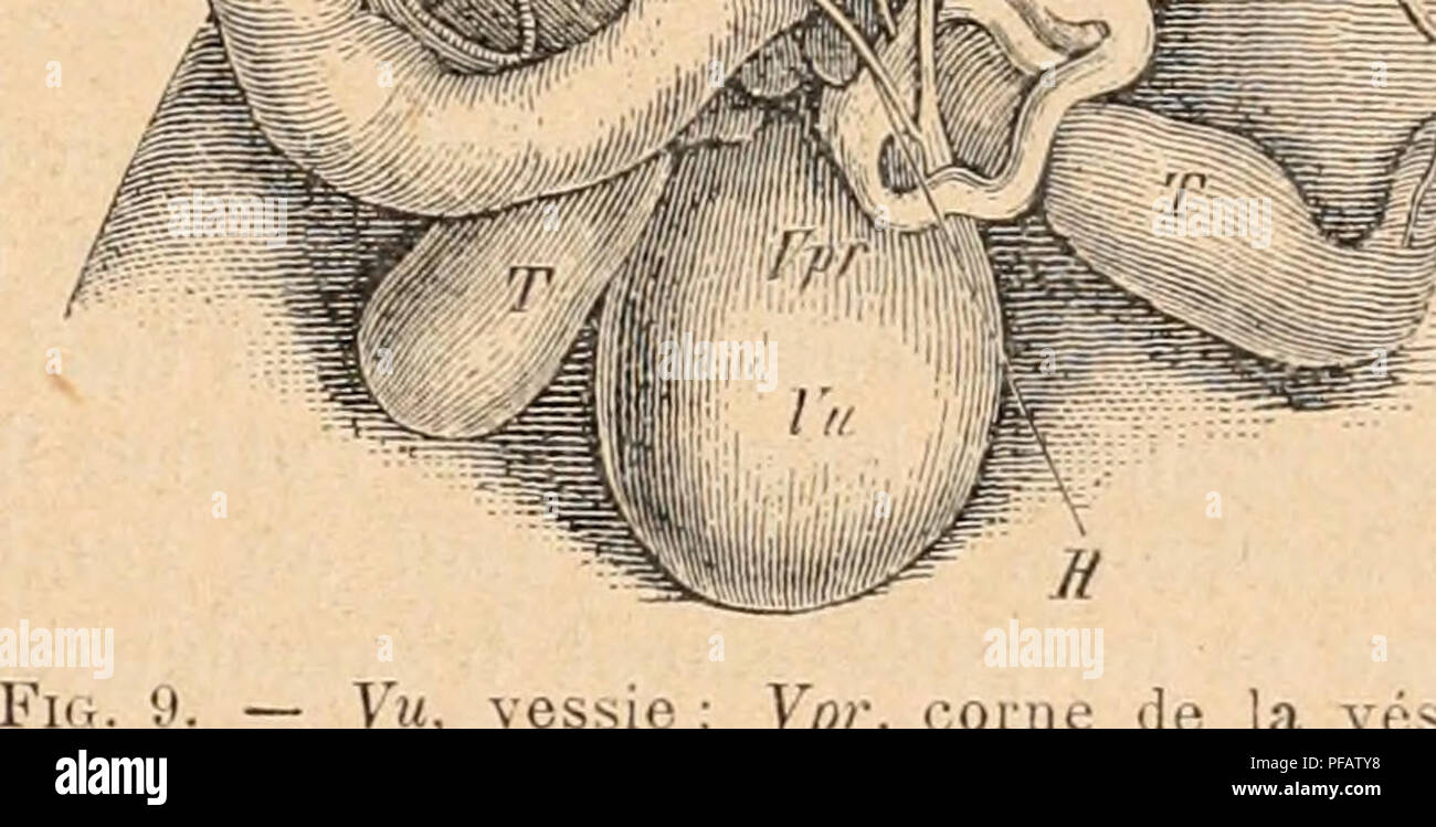 Testicles anatomy hi-res stock photography and images - Alamy