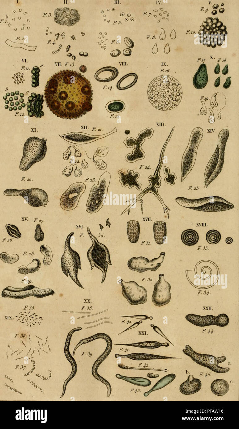 This image, extracted from a classical natural history text, showcases ...