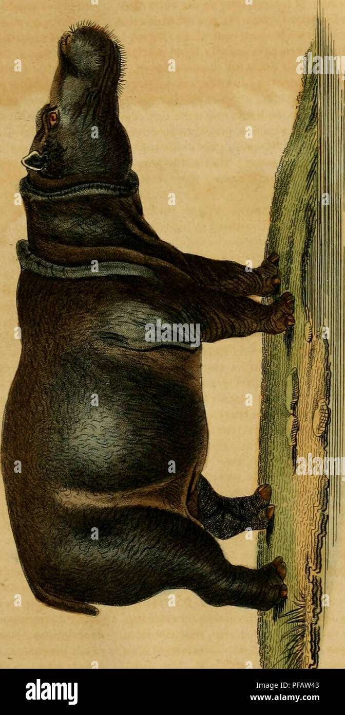 Biological forms across species hi-res stock photography and images - Alamy
