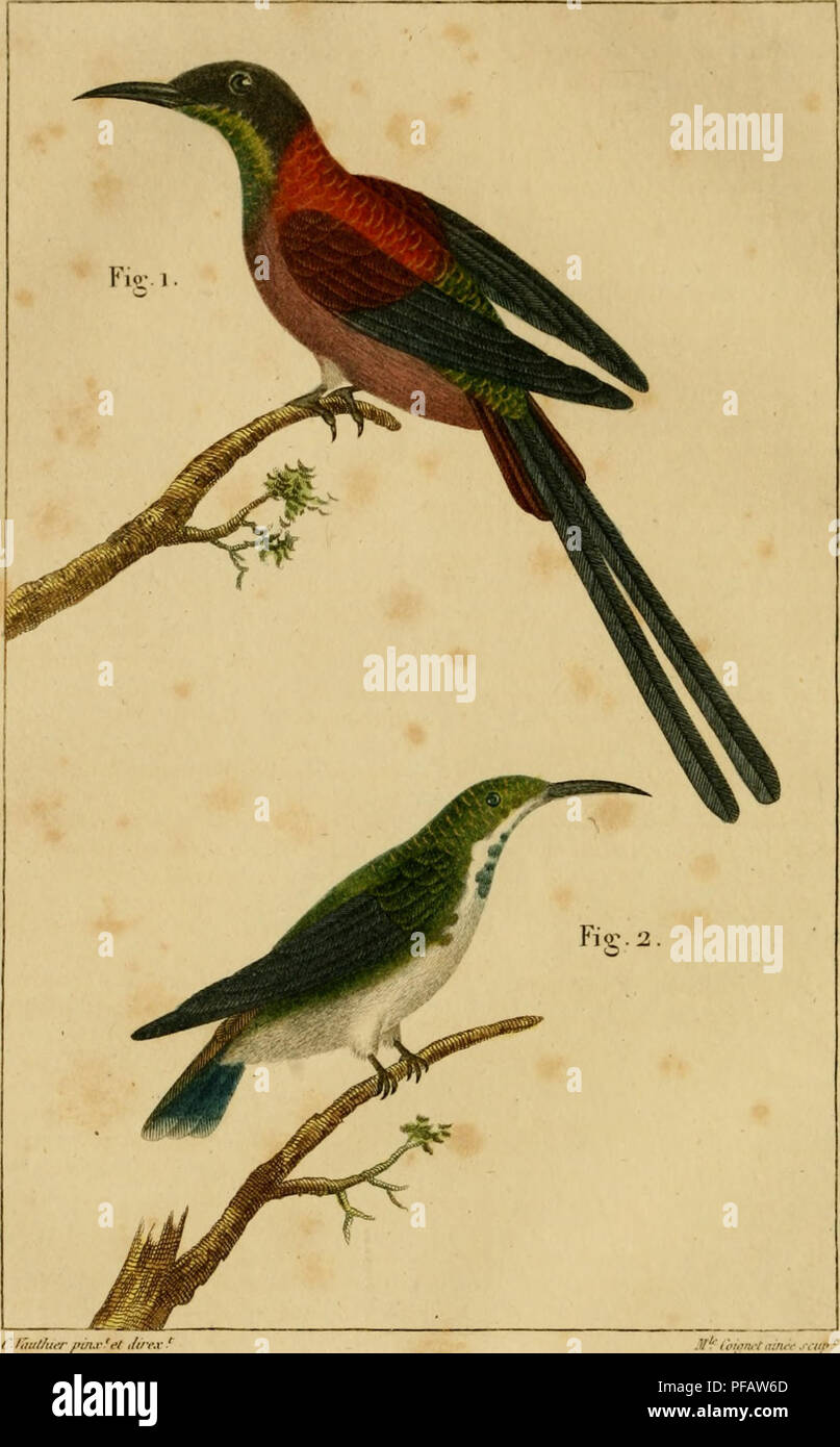 This image from the 'Dictionnaire classique d'histoire naturelle ...