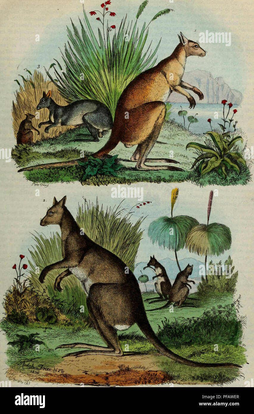 This illustrated dictionary covers a range of natural history topics ...