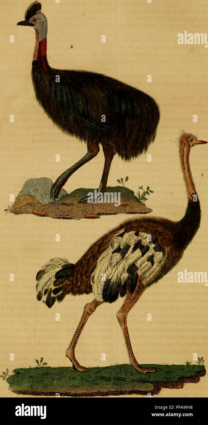 This French dictionary provides an extensive look into natural history ...