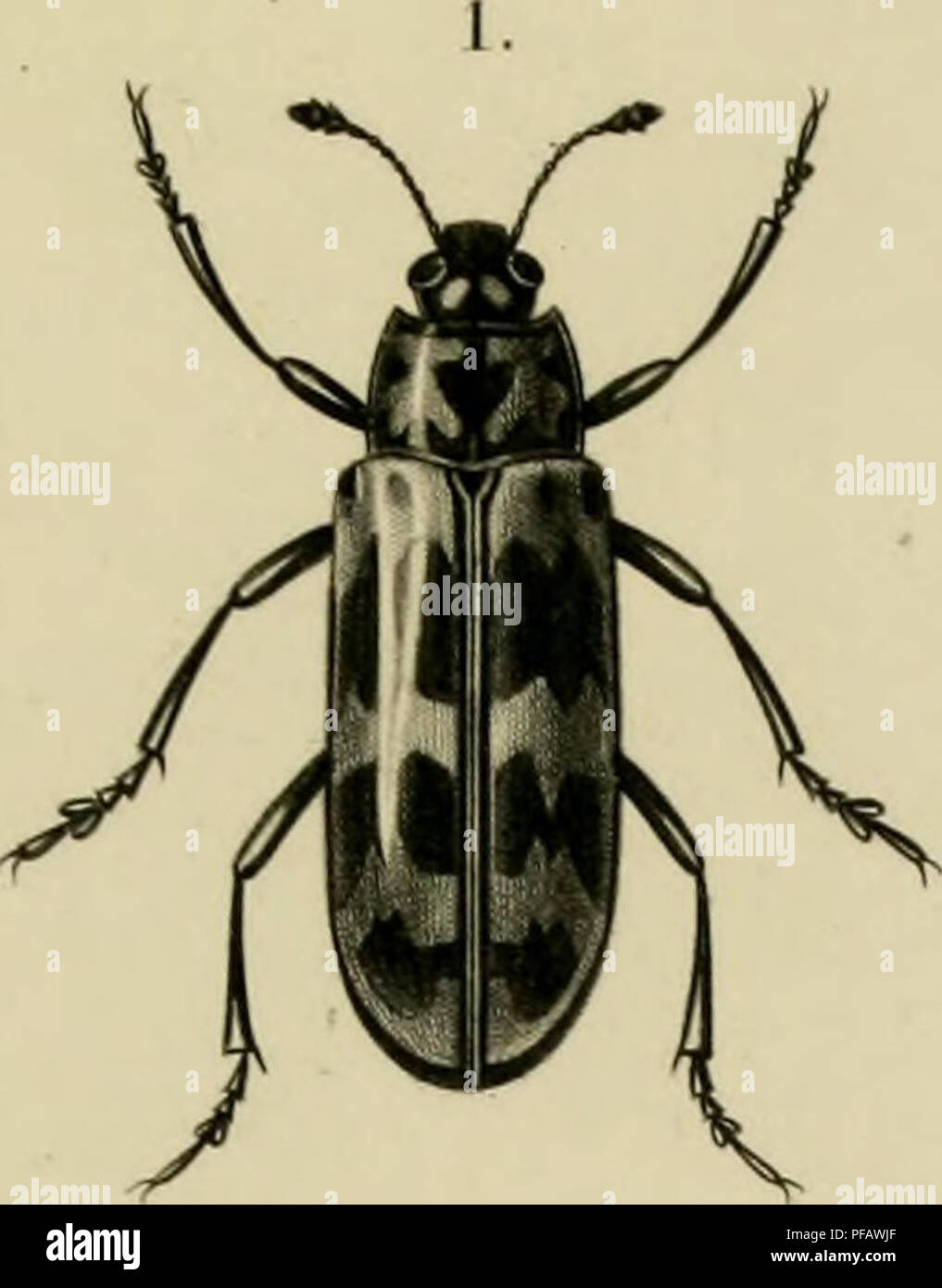 This dictionary provides a comprehensive overview of natural history ...