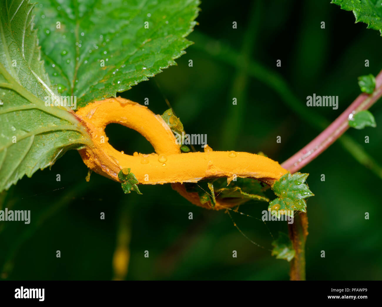 Meadowsweet Rust Gall - Triphragmium ulmariae on Meadowsweet ...