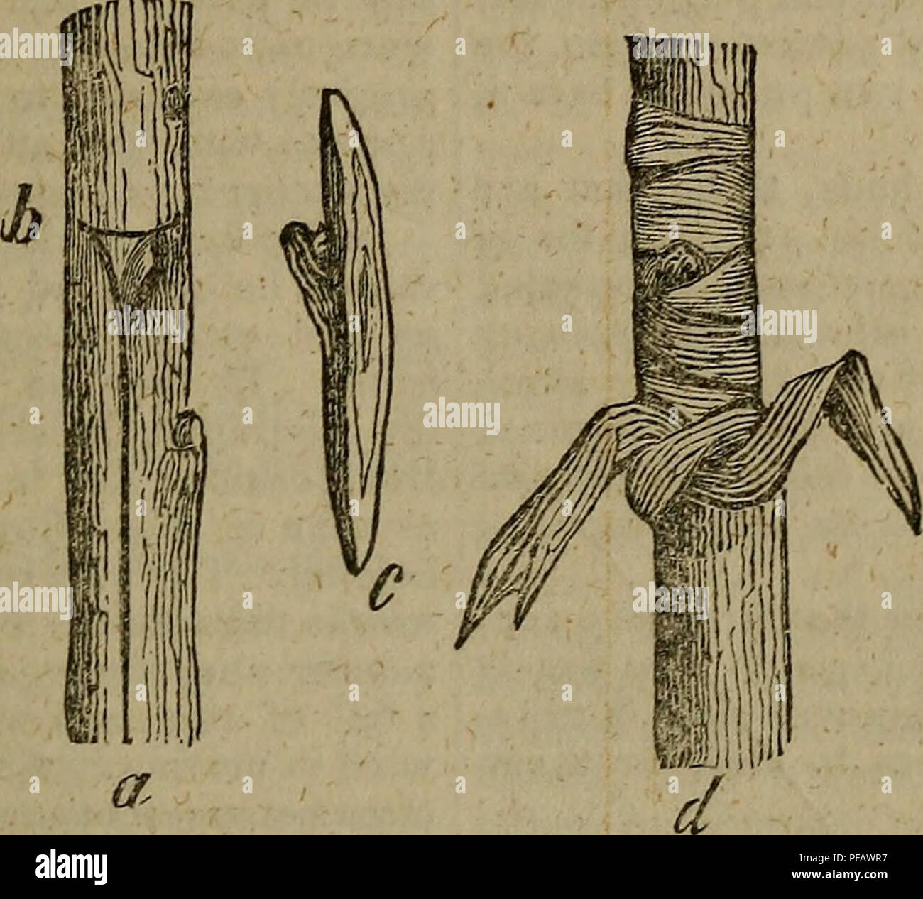 Shield budding hi-res stock photography and images - Alamy