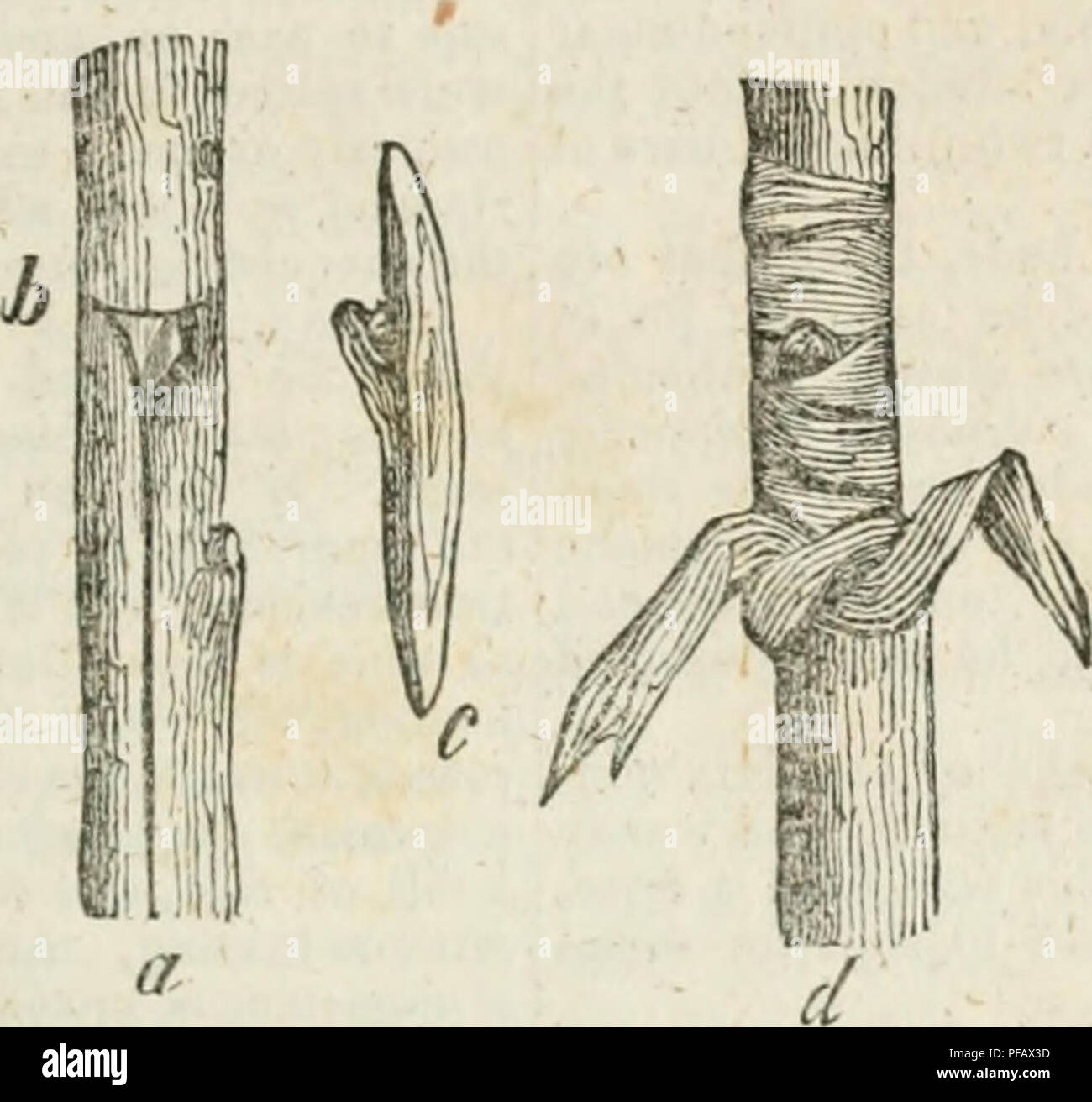 Shield budding hi-res stock photography and images - Alamy