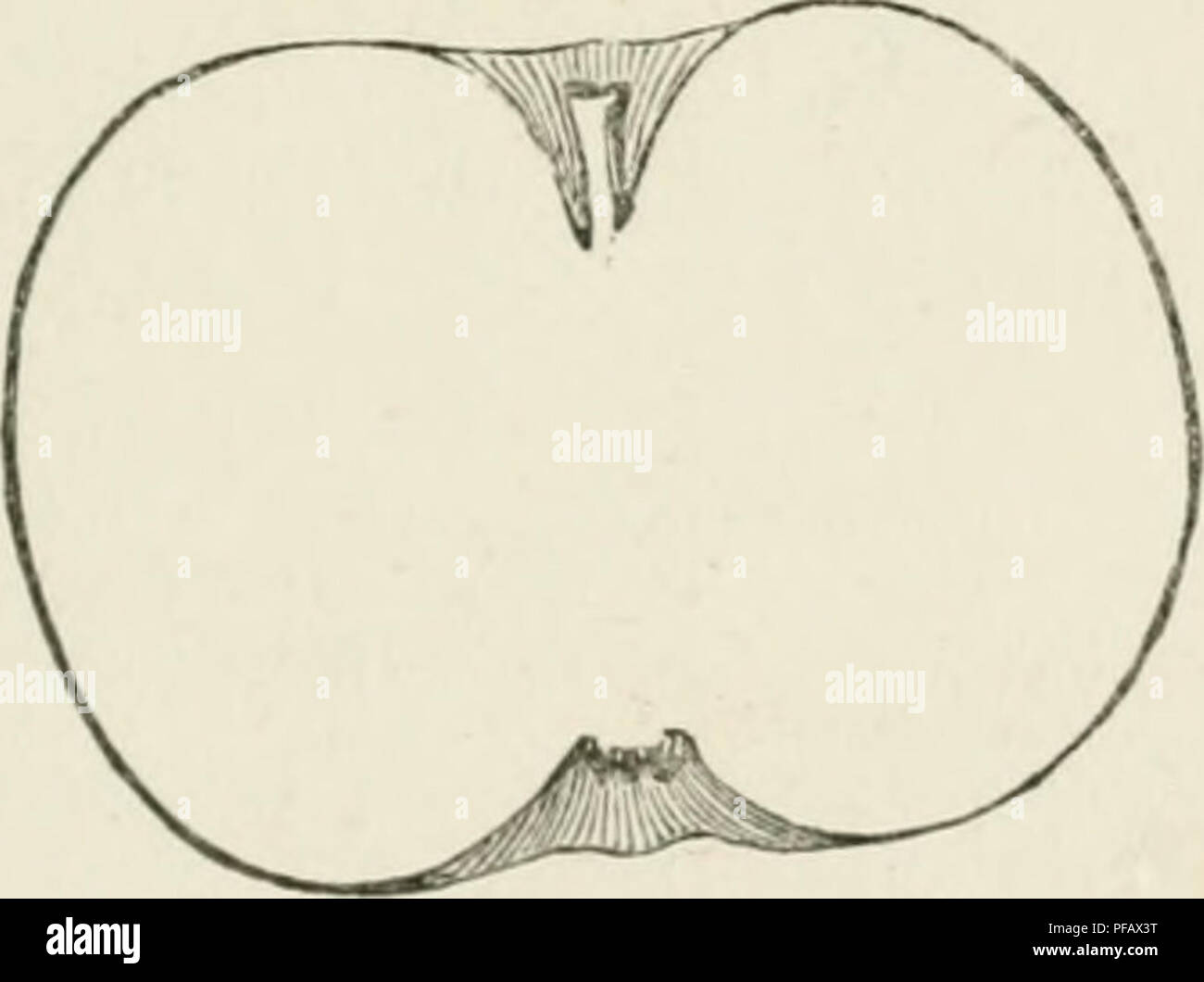 Small pomme hi-res stock photography and images - Alamy