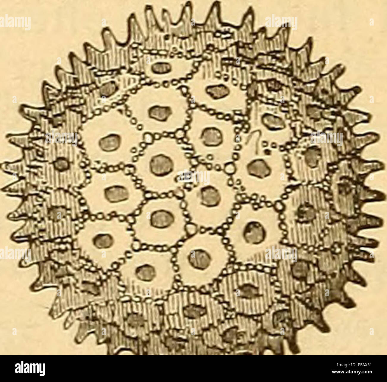 The illustration shows various pollen grains, depicting their form and ...