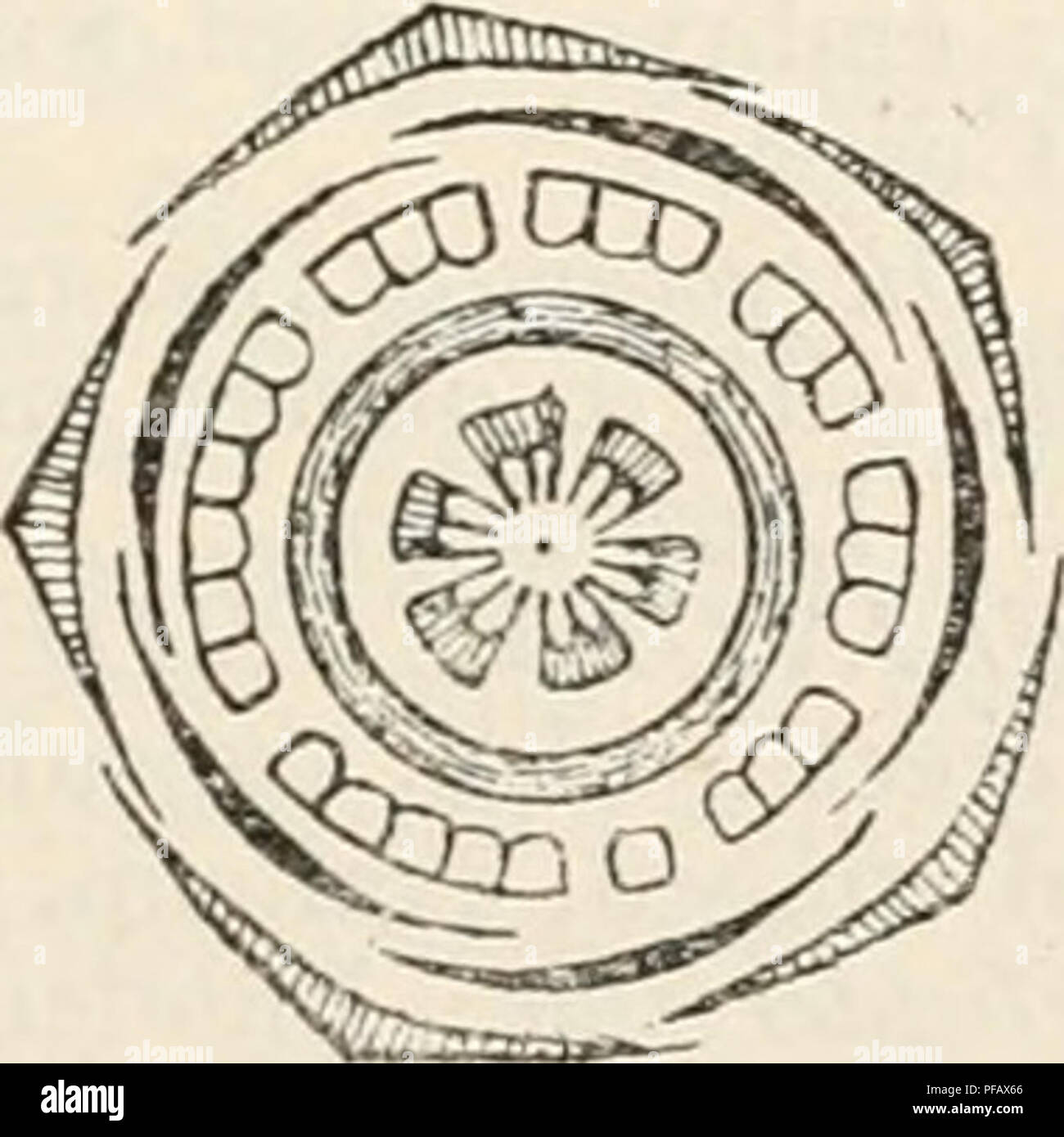 This botanical dictionary provides detailed information on flowering ...