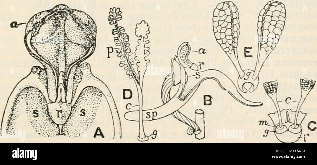 This dictionary includes detailed entries on the Orchids, specifically ...