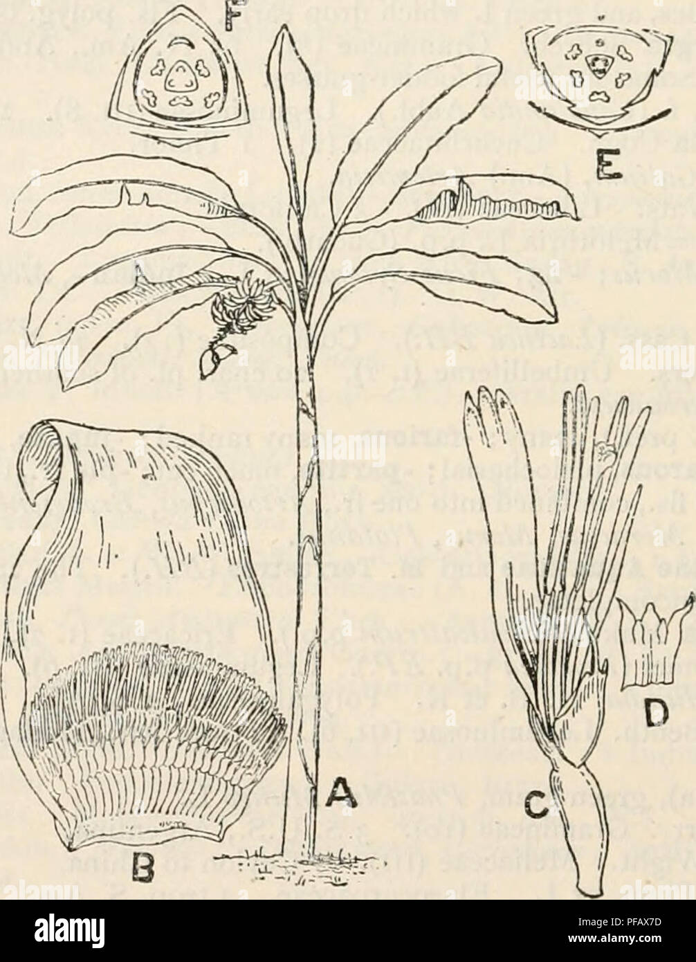 Musa paradisiaca l hi-res stock photography and images - Alamy