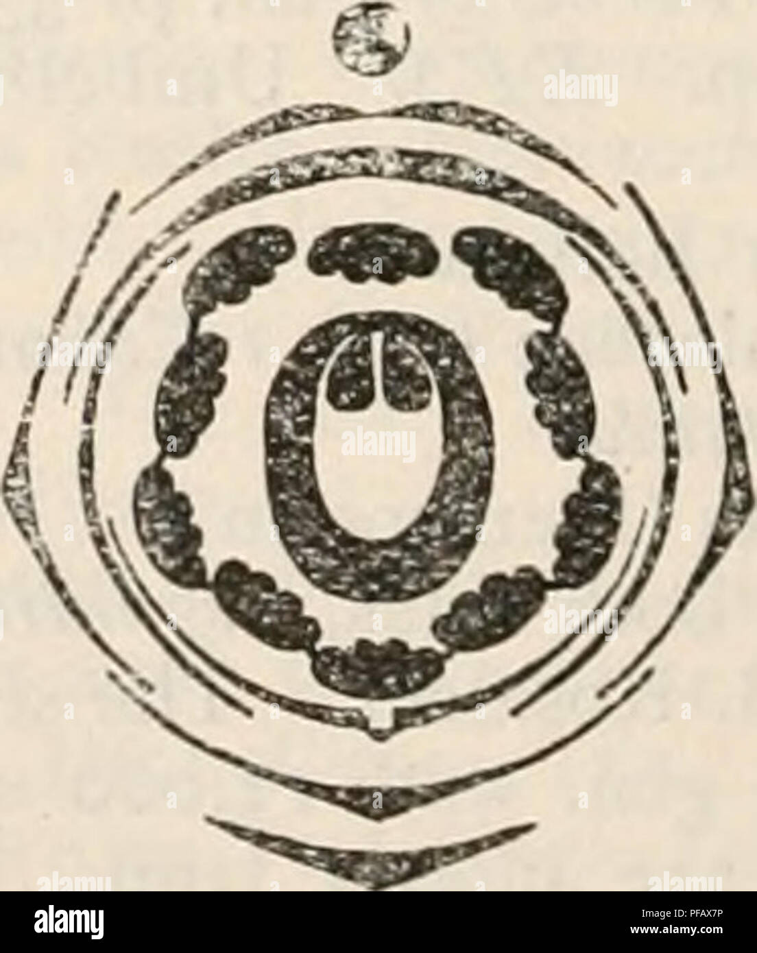 This botanical dictionary covers the legume family, describing the ...