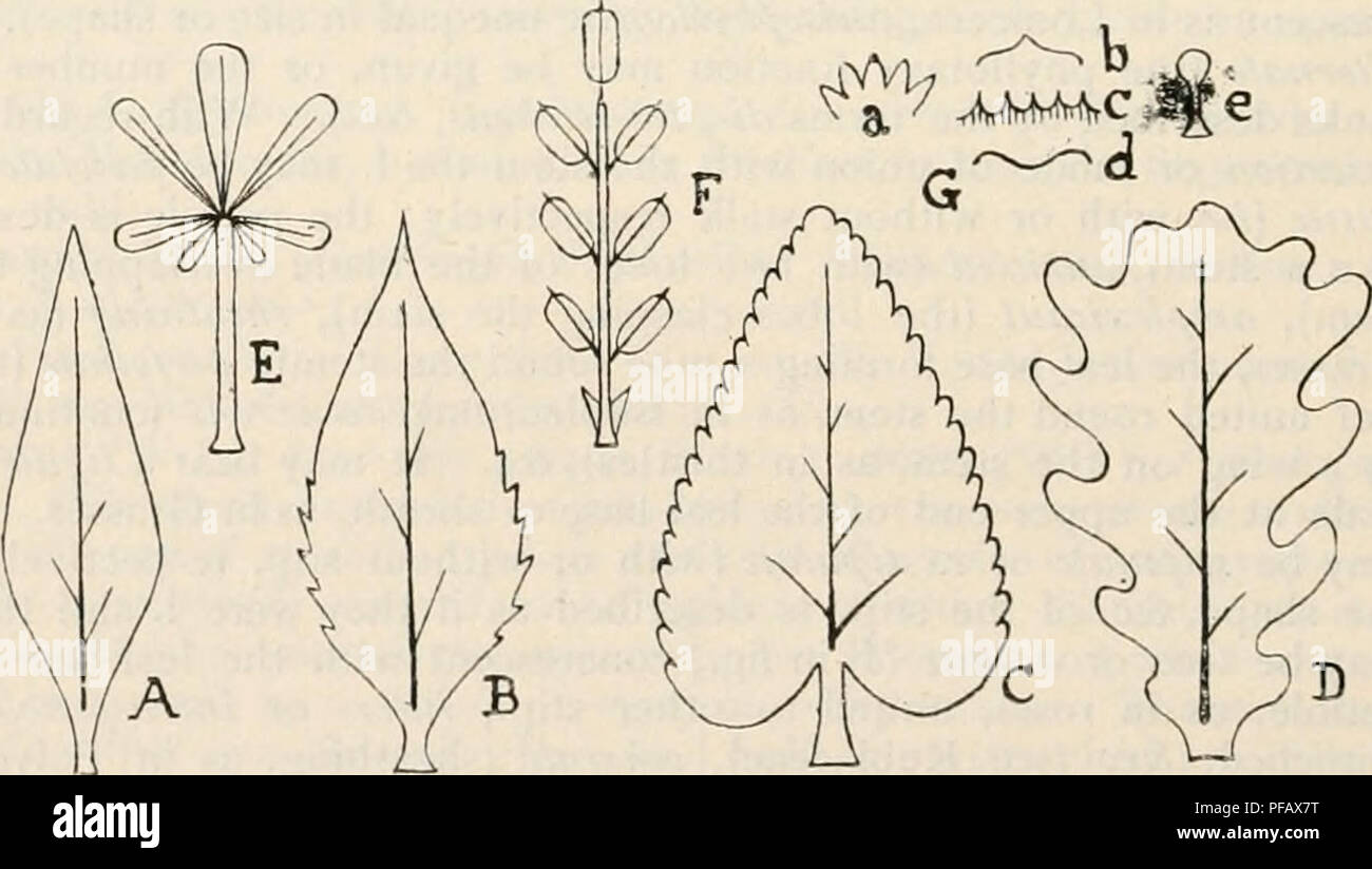 Tri pinnately hi-res stock photography and images - Alamy
