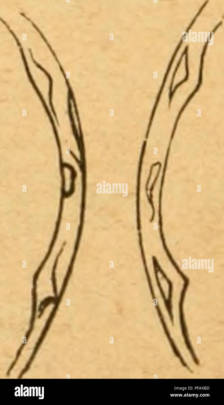 This work provides a detailed description of mollusks in Germany ...