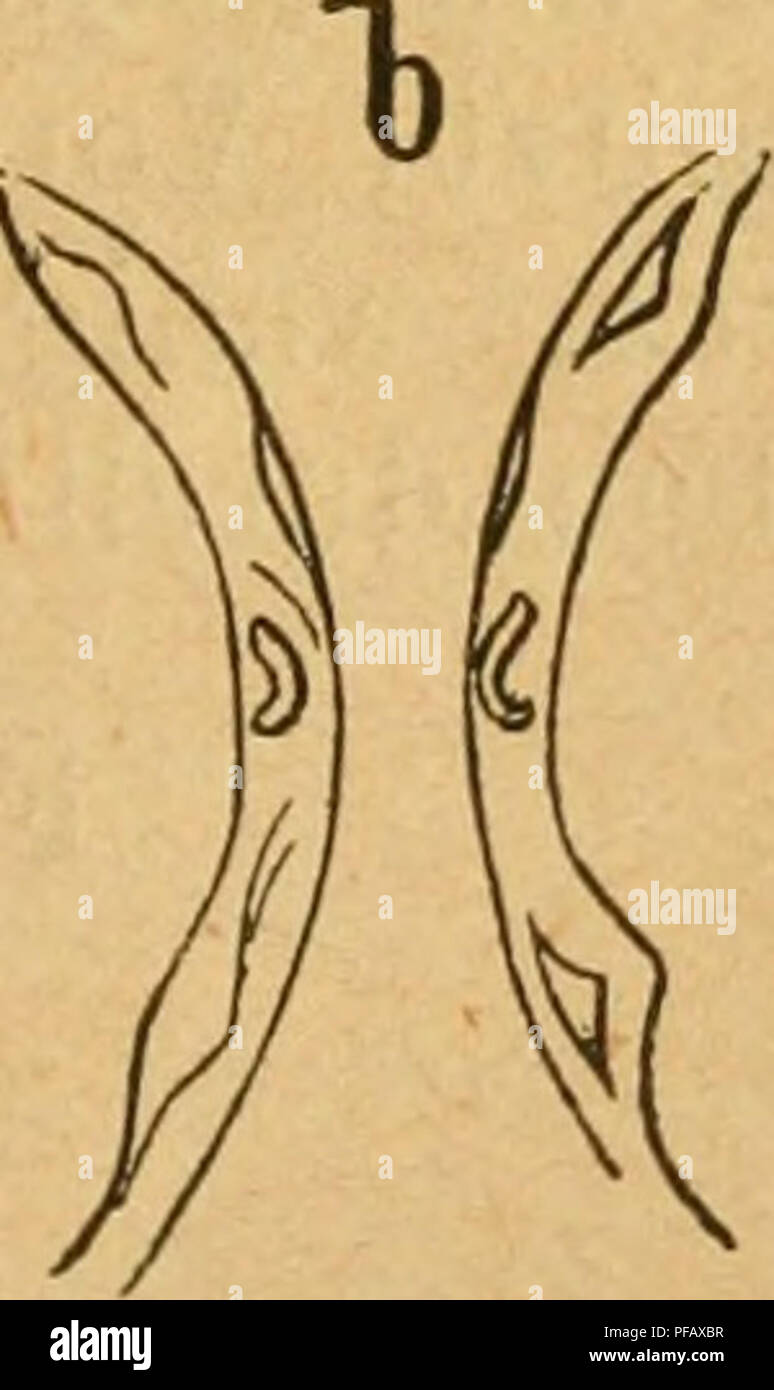 This illustration depicts the Sphaerium firmum, a species of freshwater ...