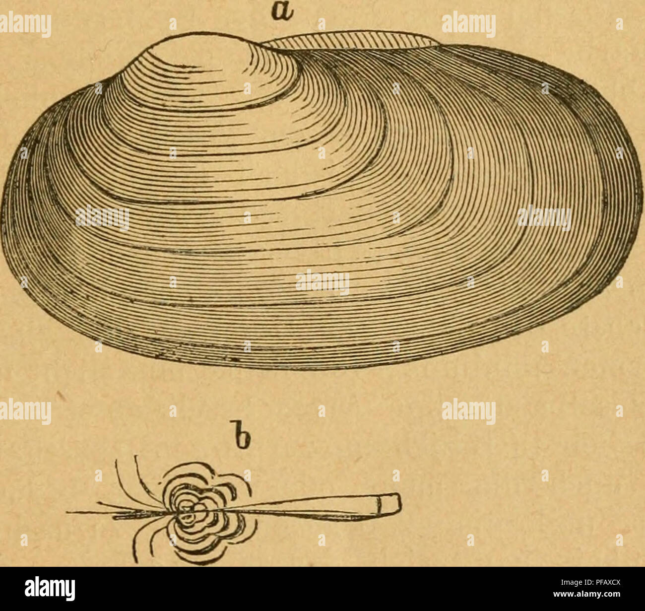 This text discusses the mollusk fauna of Germany, including detailed ...
