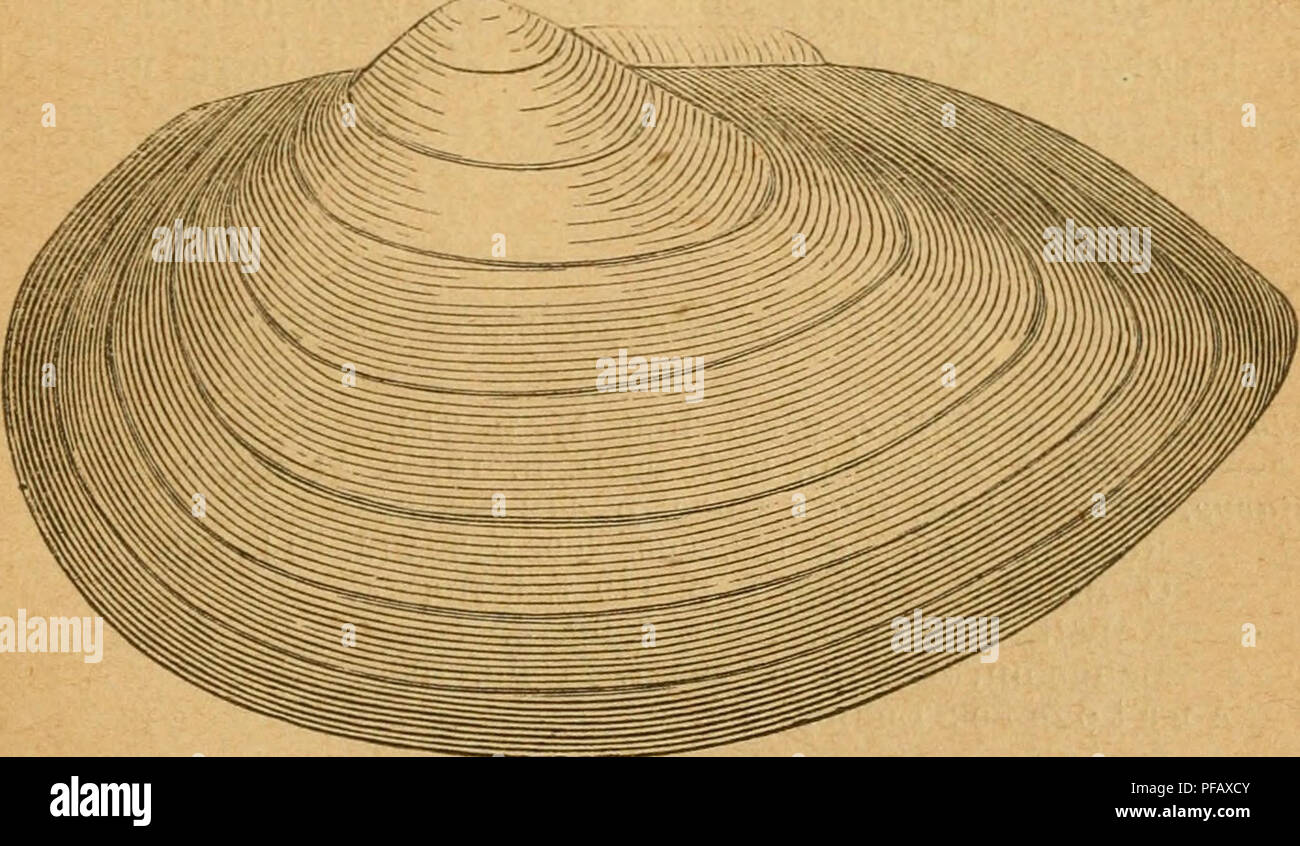 Various forms of bivalve shells hi-res stock photography and images - Alamy