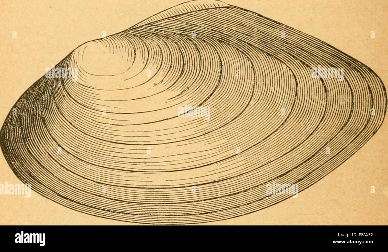 Structures of different shells hi-res stock photography and images - Alamy