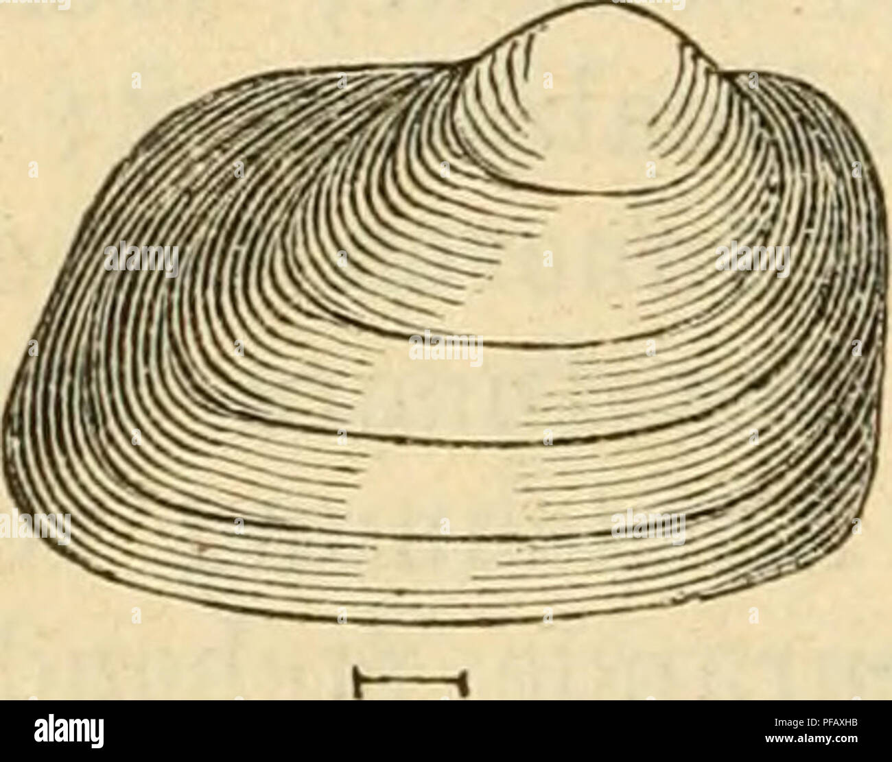Prominent horn structure hi-res stock photography and images - Alamy