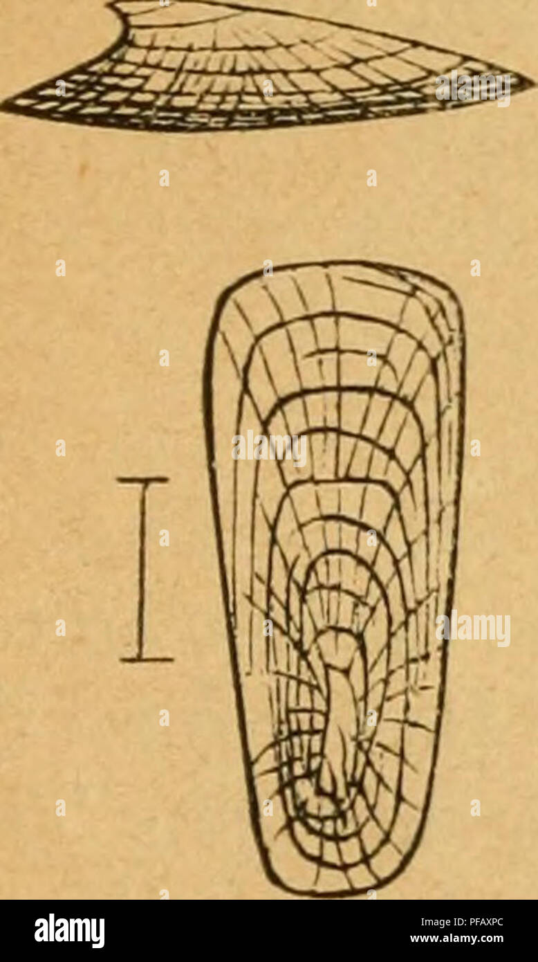 Cone shaped shell hi-res stock photography and images - Alamy