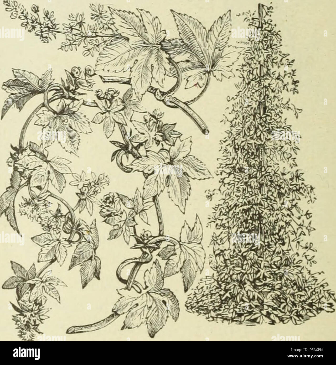 Plants branching characteristics hi-res stock photography and images ...