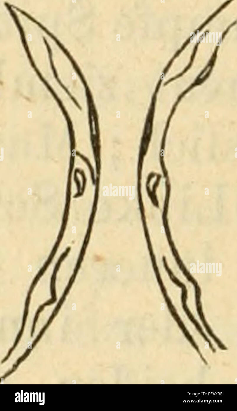 Sphaerium sp hi-res stock photography and images - Alamy