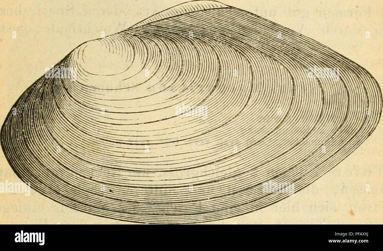 This study examines the mollusk fauna of Germany, focusing on detailed ...