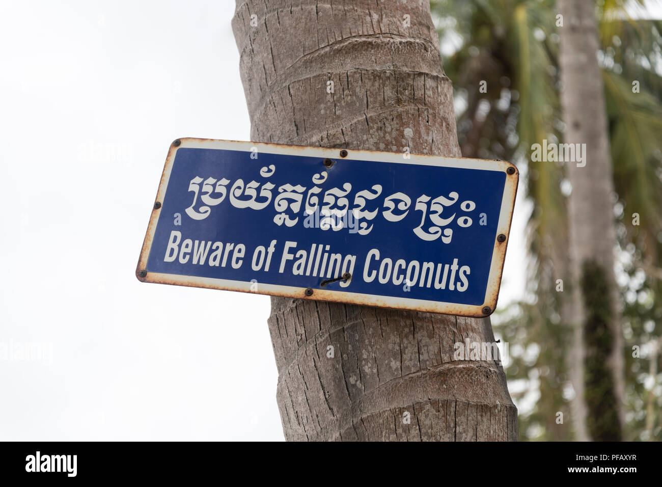 Metallic signboard warning of falling coconuts in English and Cambodian ...