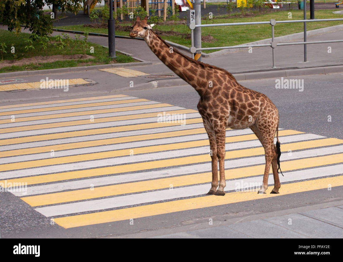 South africa pedestrian sign hi-res stock photography and images - Alamy