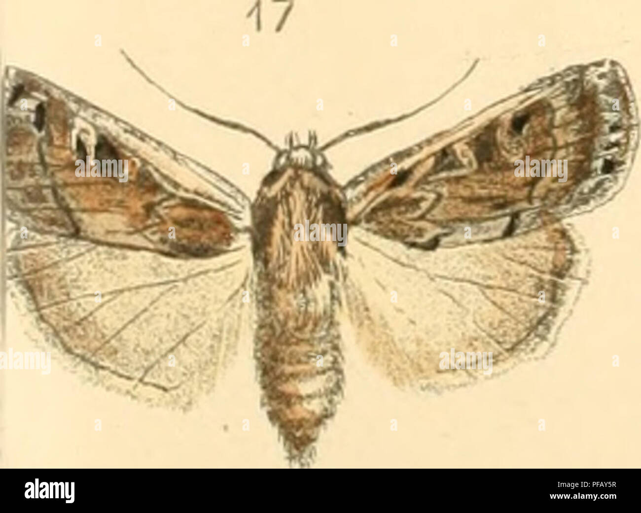 This entomological journal explores various species of Lepidoptera ...