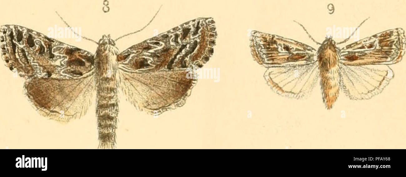 This publication, from the German entomological society Iris, focuses ...