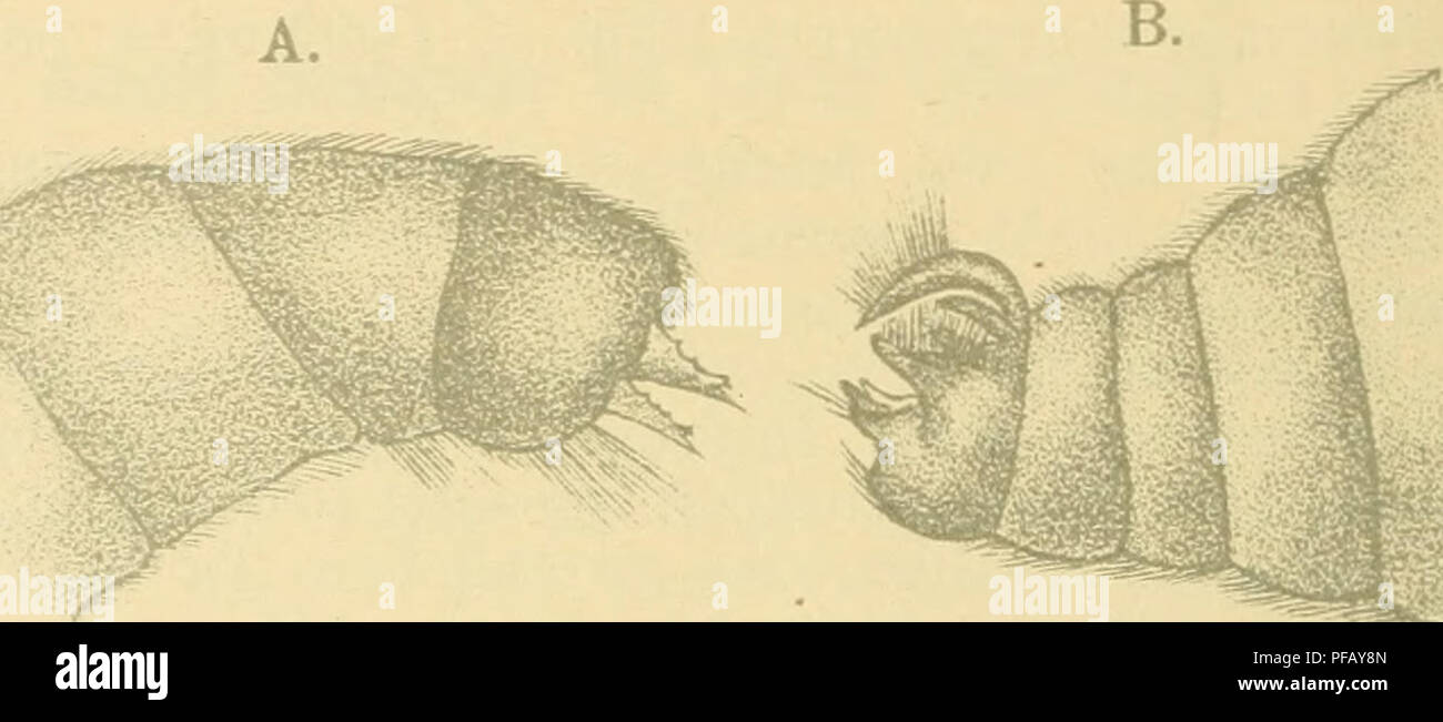 This journal features a study on Lepidoptera, focusing on the chitin ...