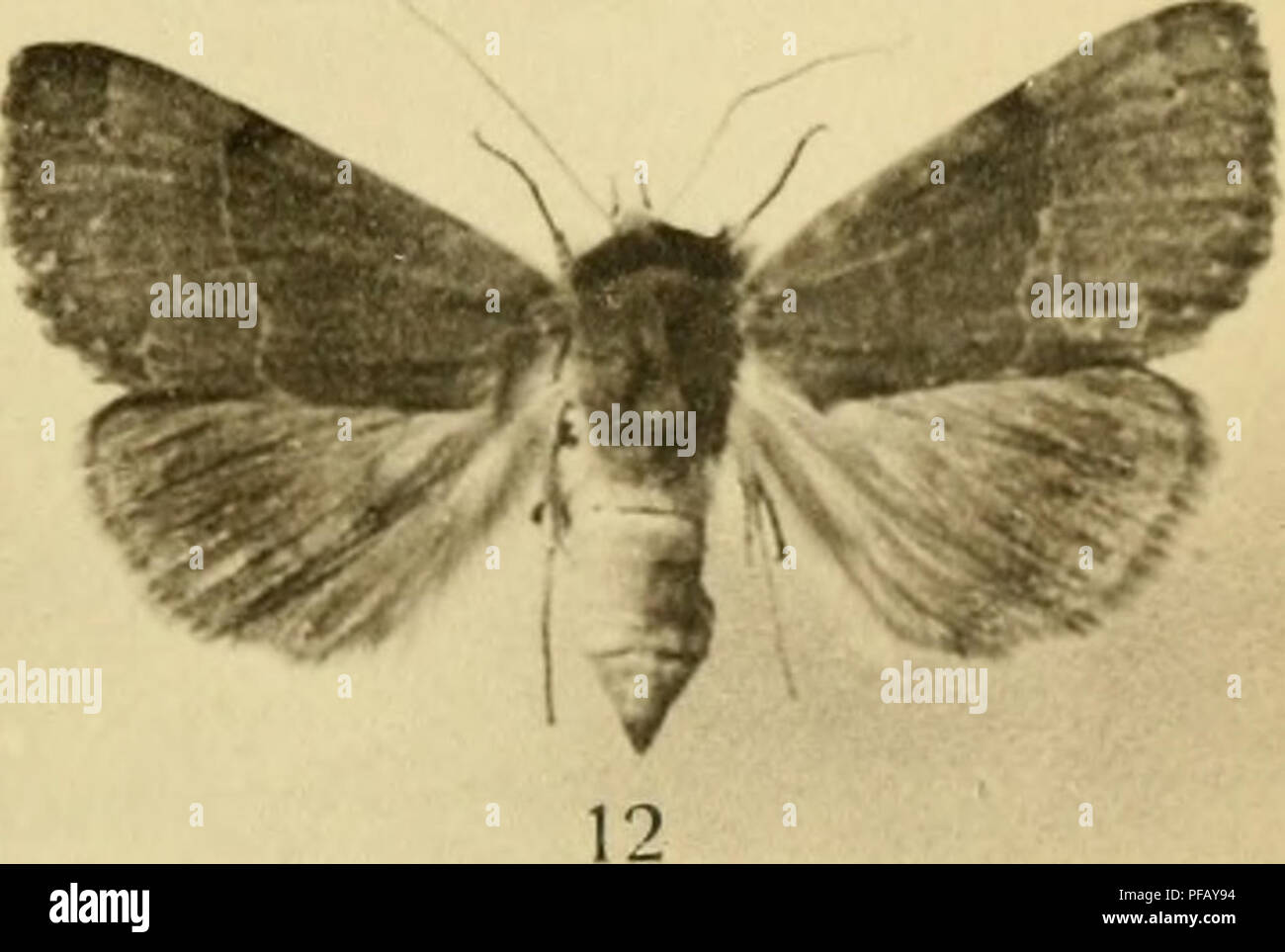 This image features a page from the German entomological journal 'Iris ...