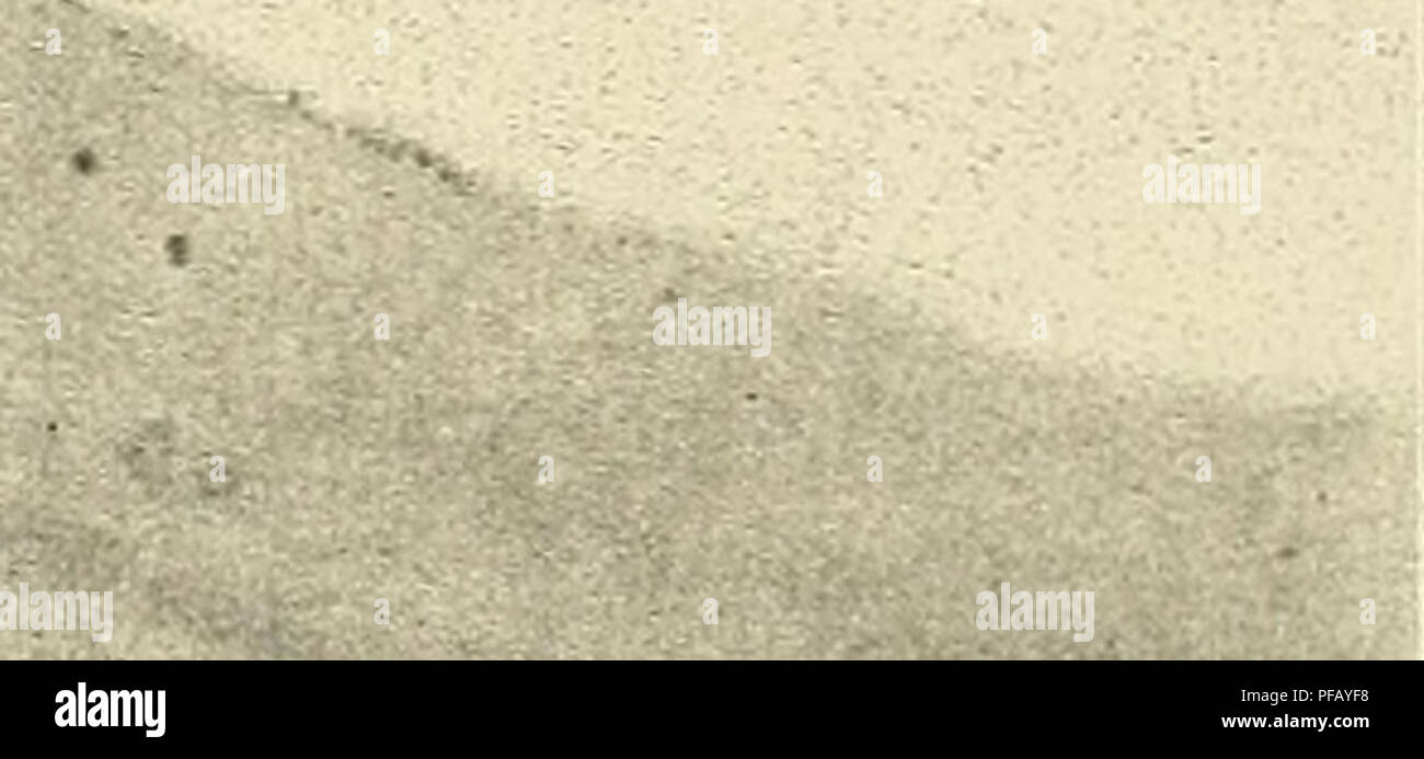 This image shows a scientific illustration from a historical work ...