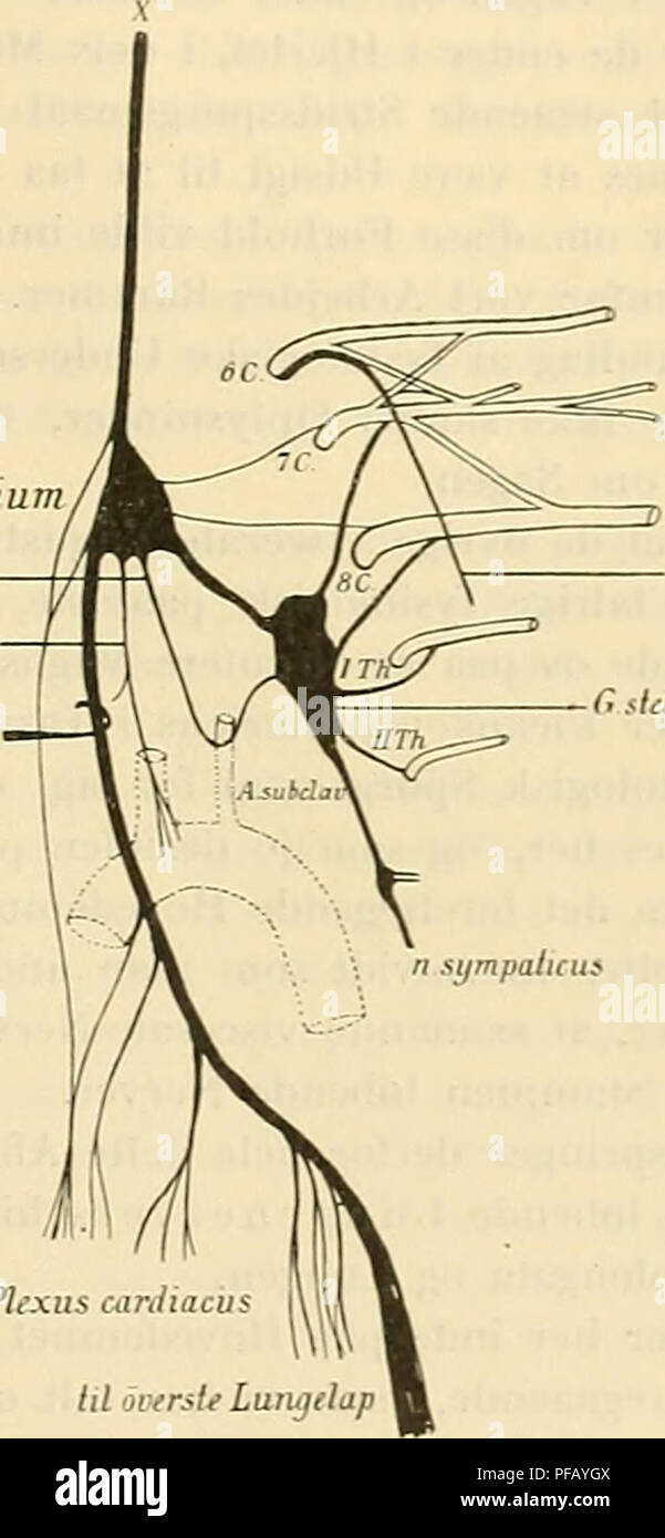 Phrenicus hi-res stock photography and images - Alamy