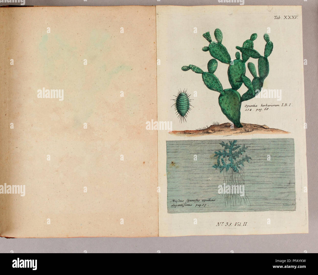 This work by Father Ludwig Feuillee describes medicinal plants used in ...