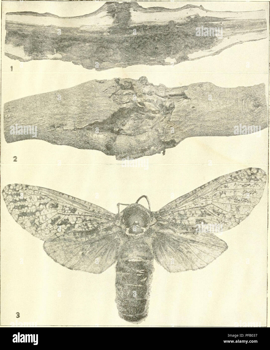 This work documents the insect pests affecting Ohio’s shade and forest ...