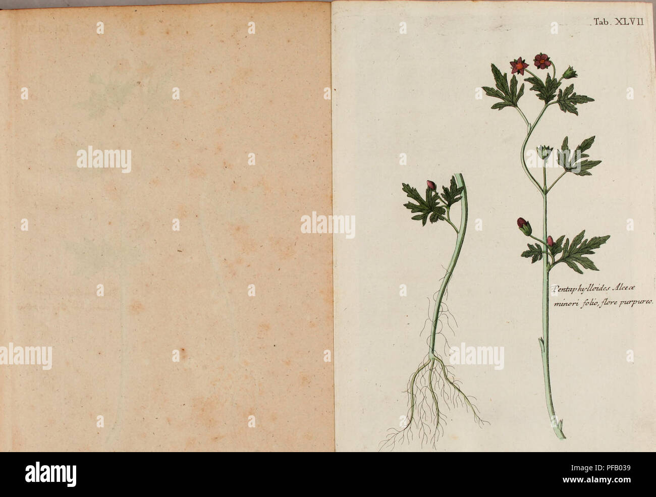 This botanical work by Ludwig Feuillee, an esteemed mathematician and ...