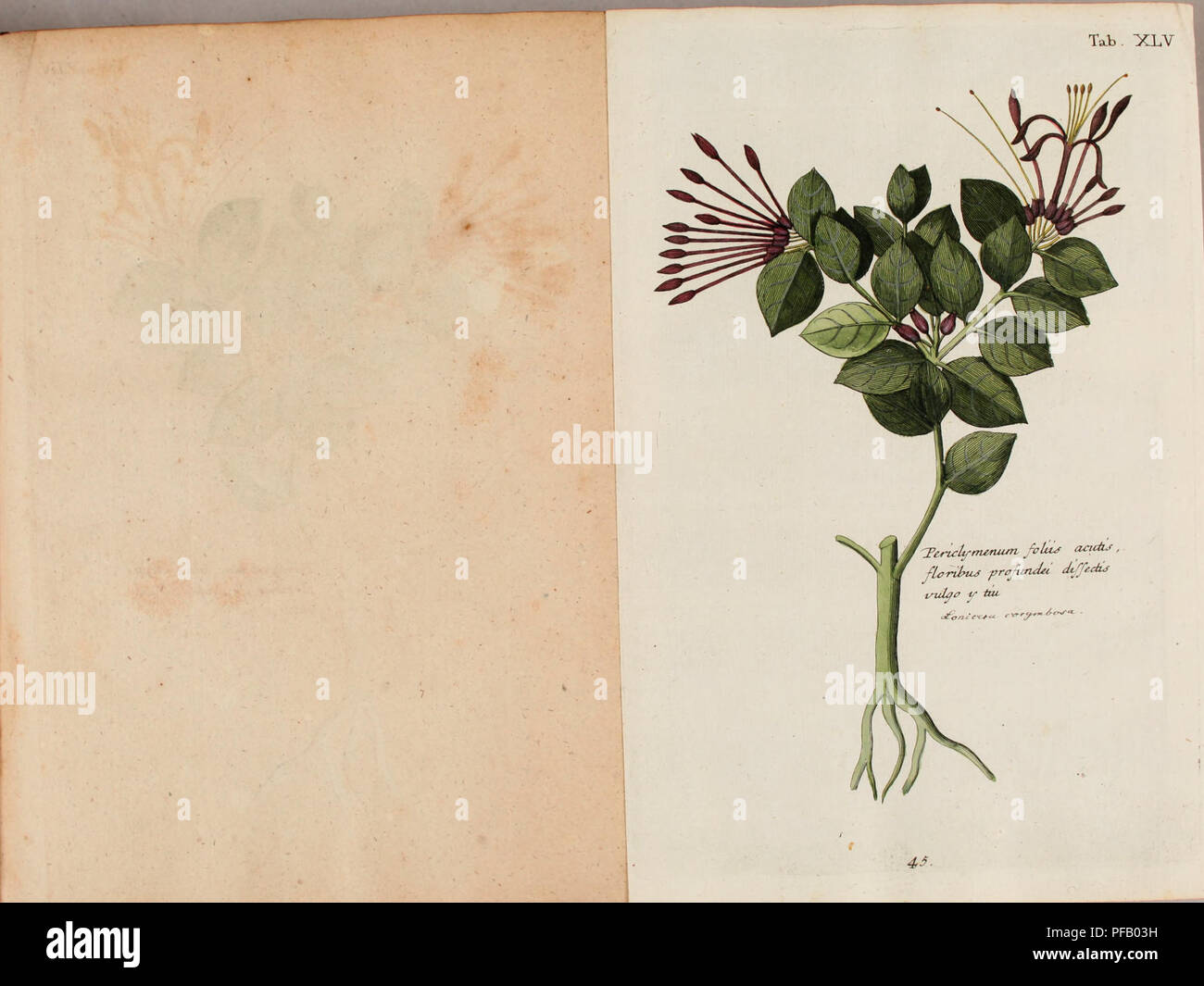 This 18th-century botanical text by Father Ludwig Feuillee describes ...