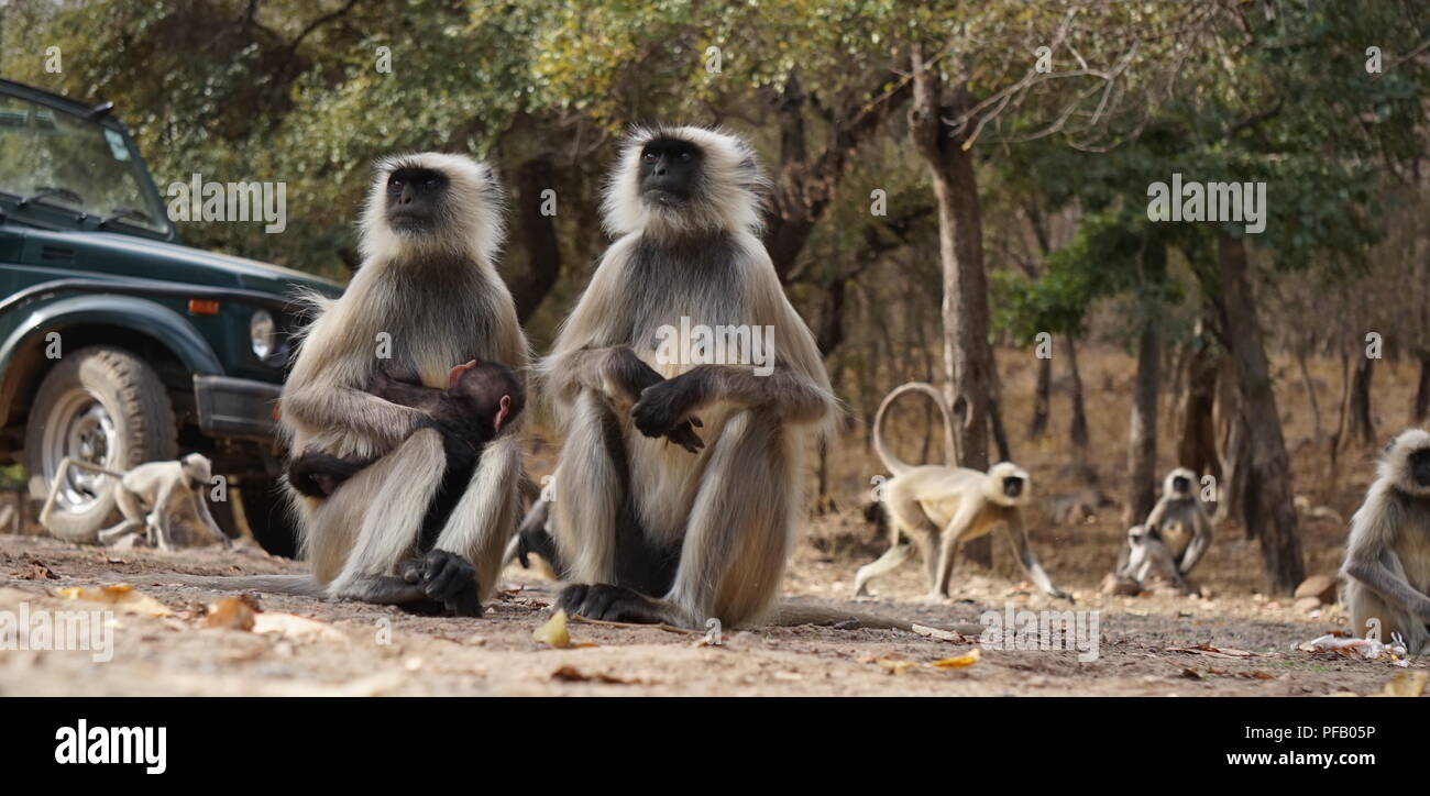 Monkey by car hi-res stock photography and images - Alamy