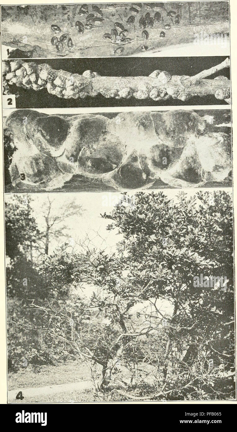 This research focuses on the destructive insects that affect Ohio's ...