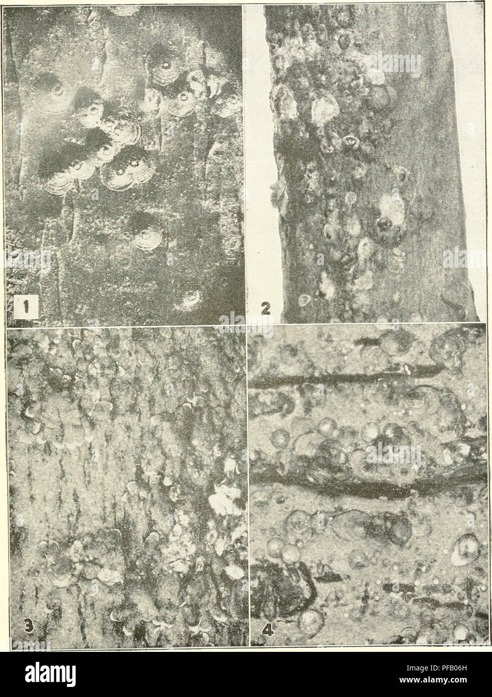 This work focuses on the destructive insects that impact Ohio's shade ...