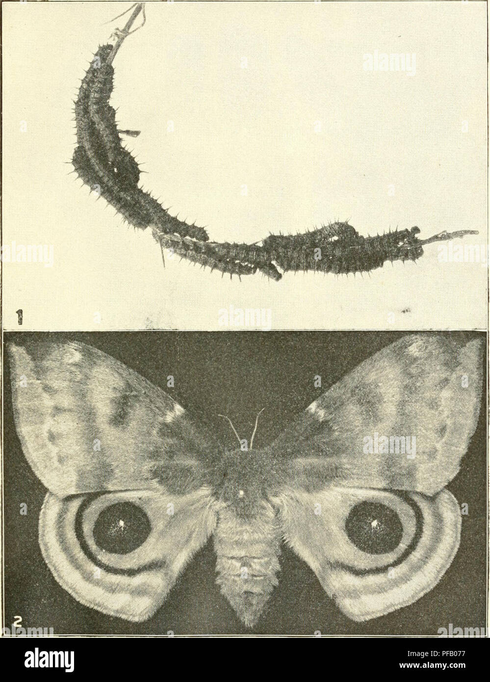 This study examines the impact of harmful insect species on Ohio's ...