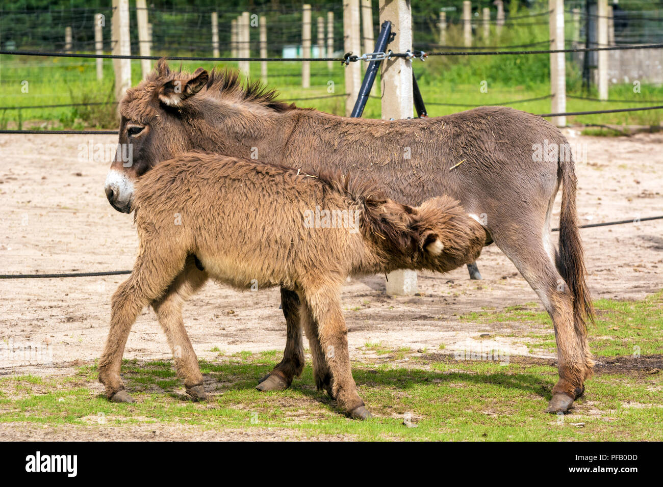 Donkey milk hi-res stock photography and images - Alamy