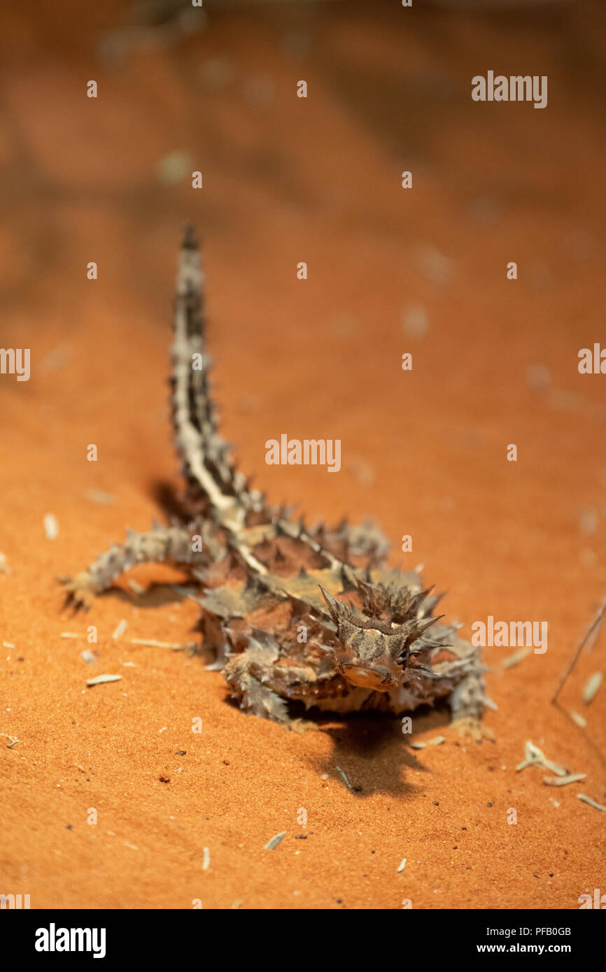 Australia, Northern Territory, Alice Springs. Thorny Devil lizard in ...