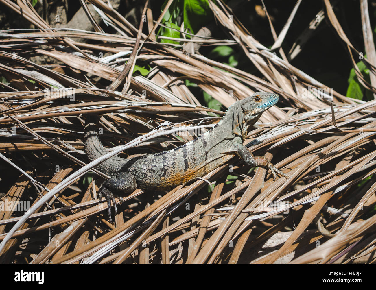 Blue belly lizard hi-res stock photography and images - Alamy