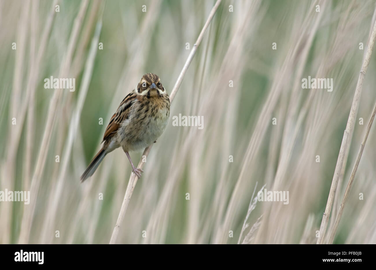 Female Reed Bunting-Emberiza schoeniclus, Spring. Uk Stock Photo - Alamy