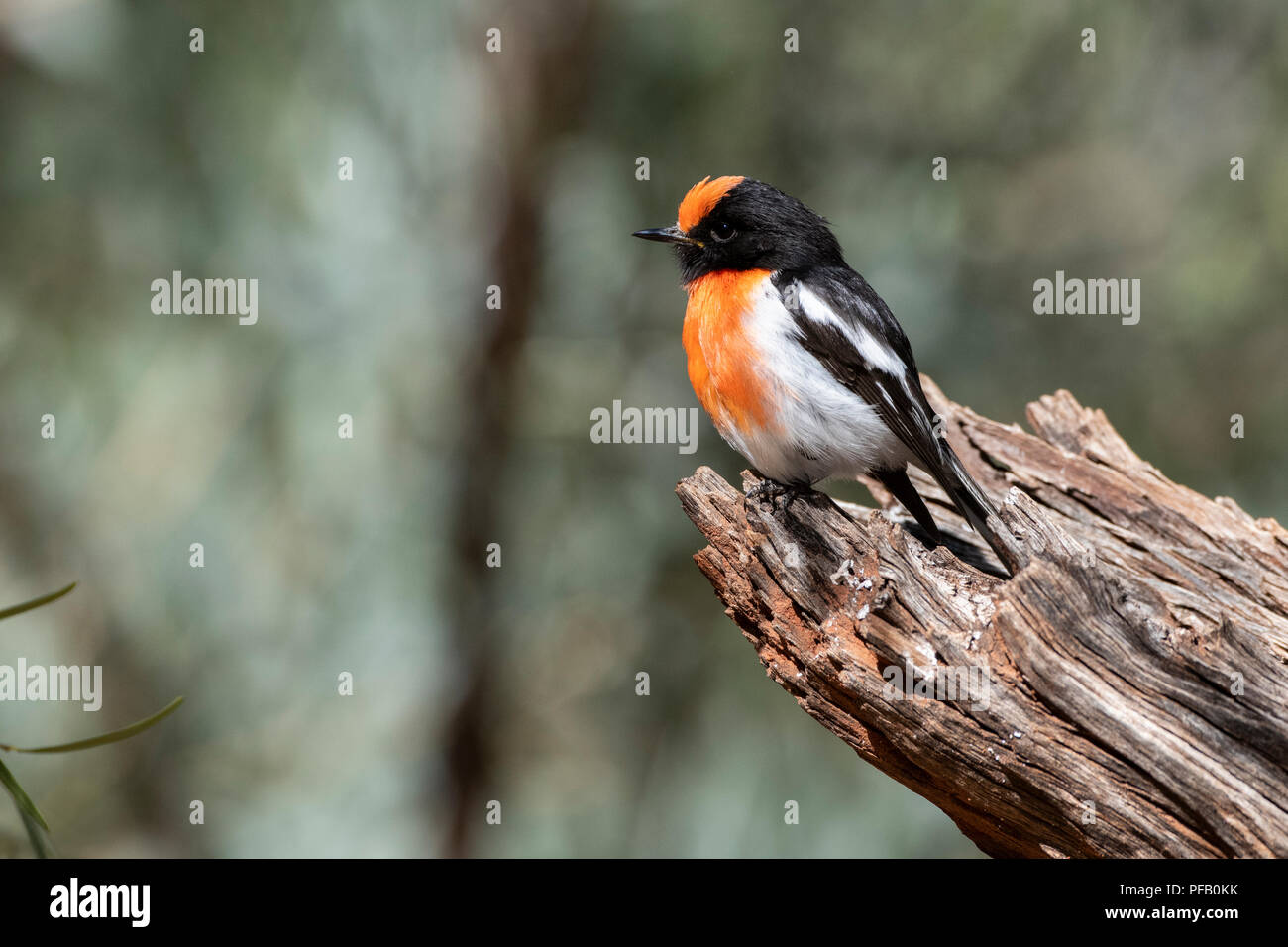 Australia, Northern Territory, Alice Springs. Male Red-capped robin ...